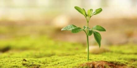 Download Free Visualization & Guided Imagery Scripts [PDF]