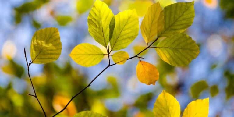 Free 15 Minute Body Scan Guided Meditation Script for Healing [PDF]