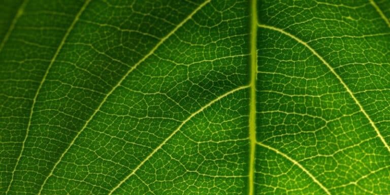 Free 5 Minute Mindfulness Guided Meditation Script for Anger [PDF]